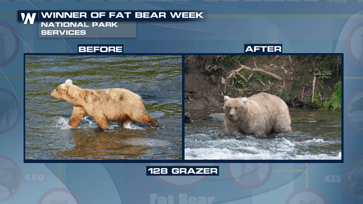 Grazer Wins the Fat Bear Competition - WeatherNation