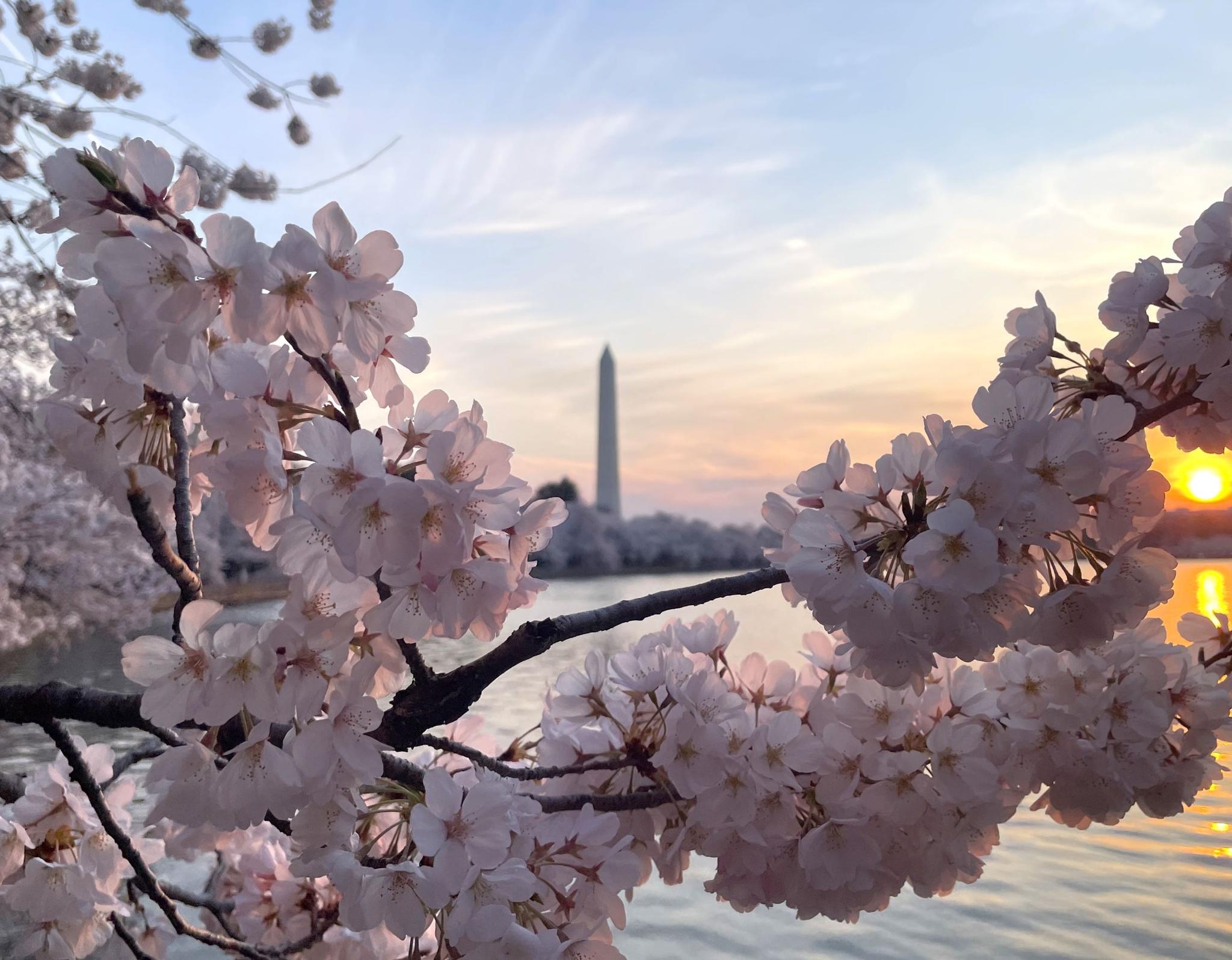 PEAK BLOOM - Cherry Blossoms Emerge at the National Mall - WeatherNation